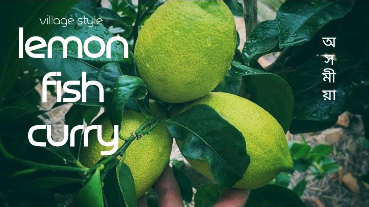 Lemon fish curry Assames recipe|| nemu tengar hoite masor jul by food ...