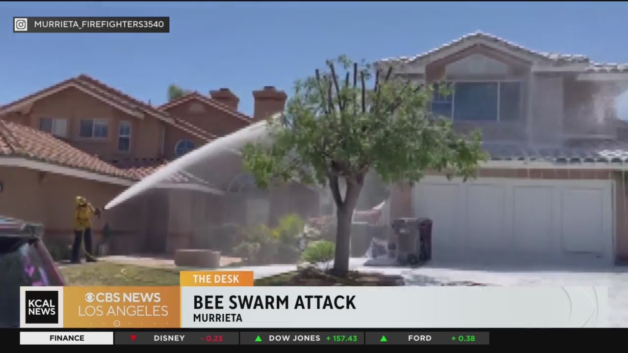 Bee swarm attack in Murrieta - YouTube