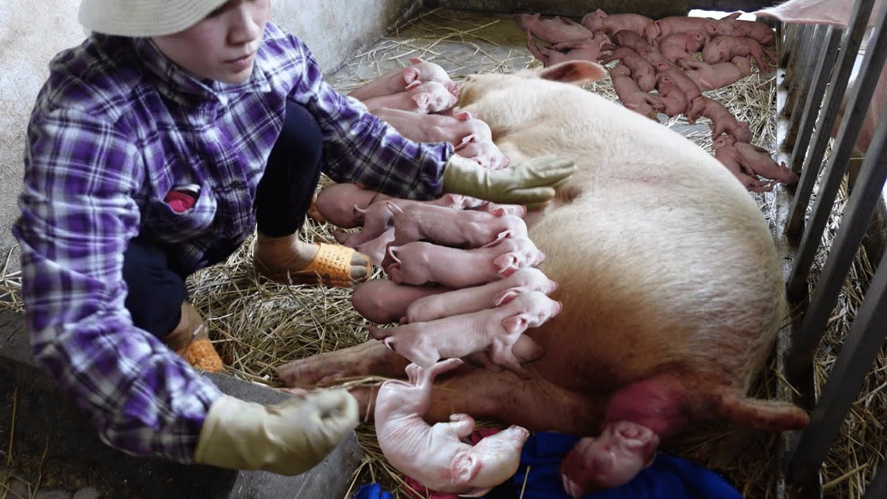 Mother Pig Giving Birth – Real Pig Farming Moments - YouTube