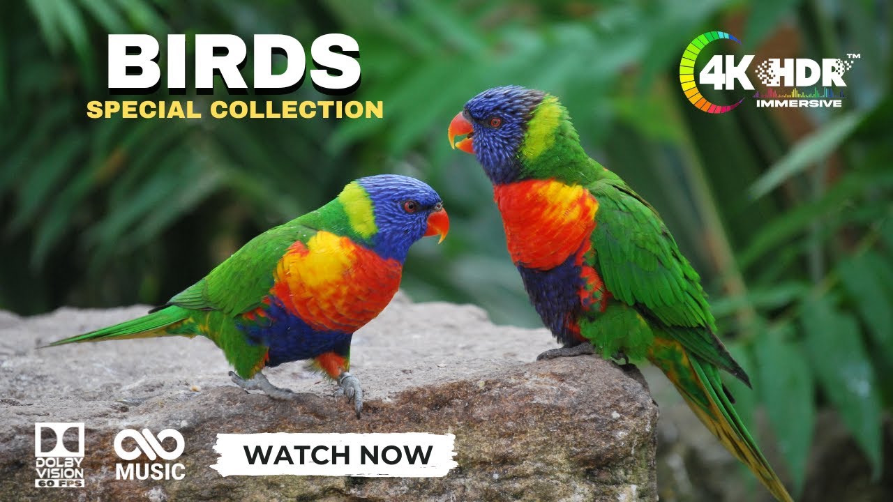 The world of birds in 4k ultra hd | colorful and beautiful bird Special ...