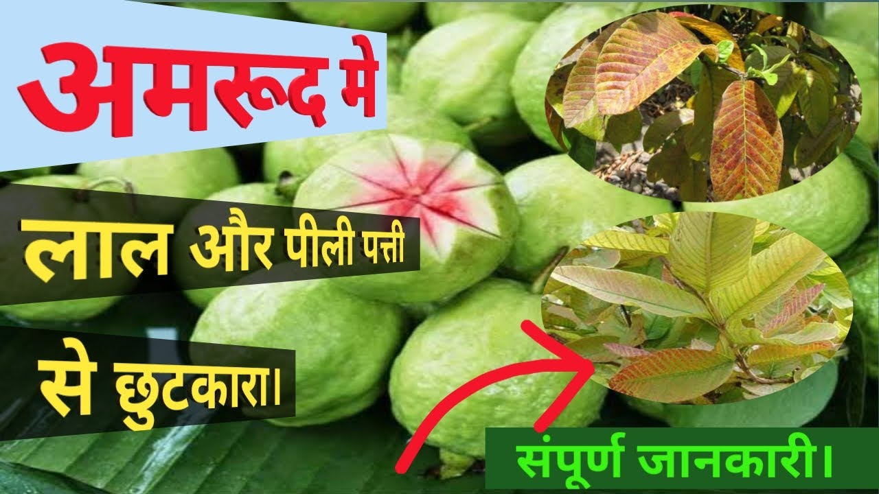 अमरूद मे लाल और पीली पत्ती से छुटकारा | Bronzing in Guava and it's ...
