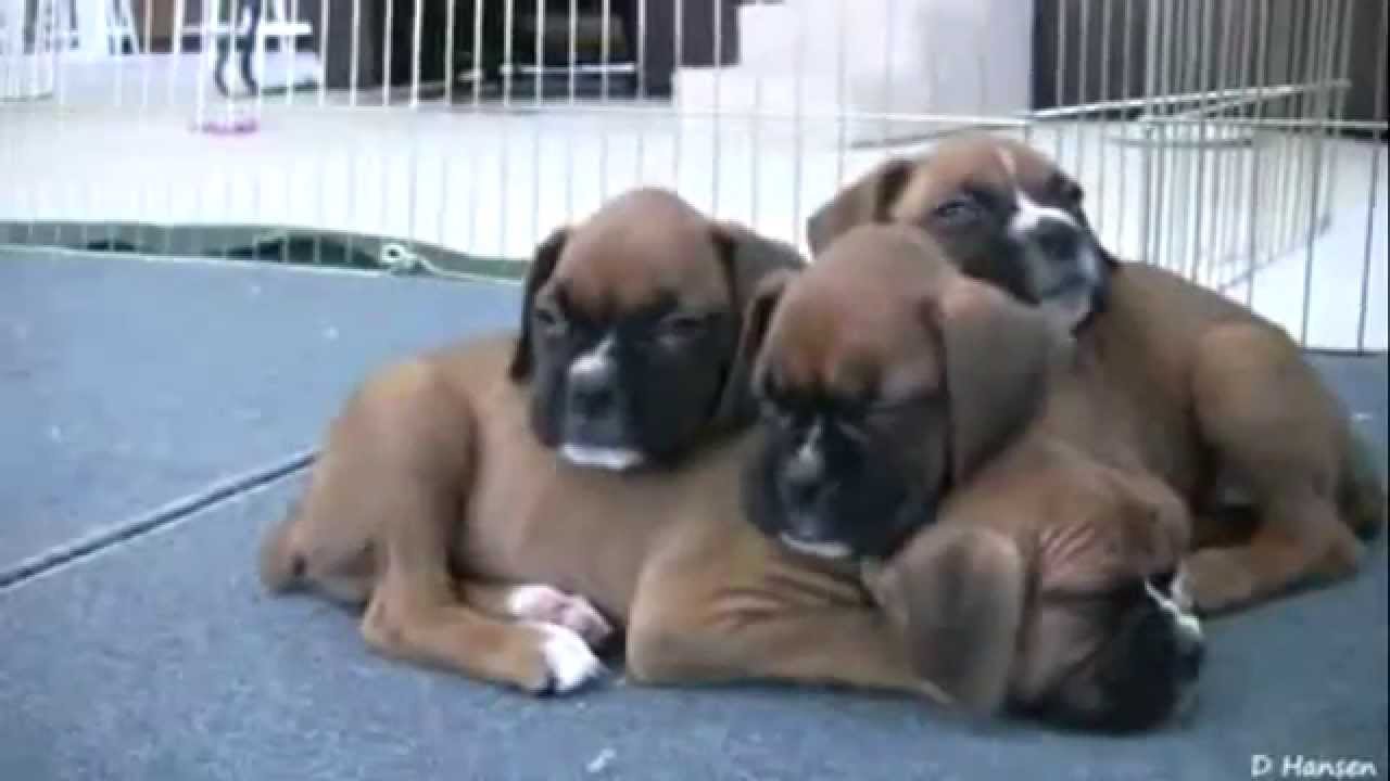 Boxer Puppies Playing (cute!) - Dogs and Puppies - YouTube