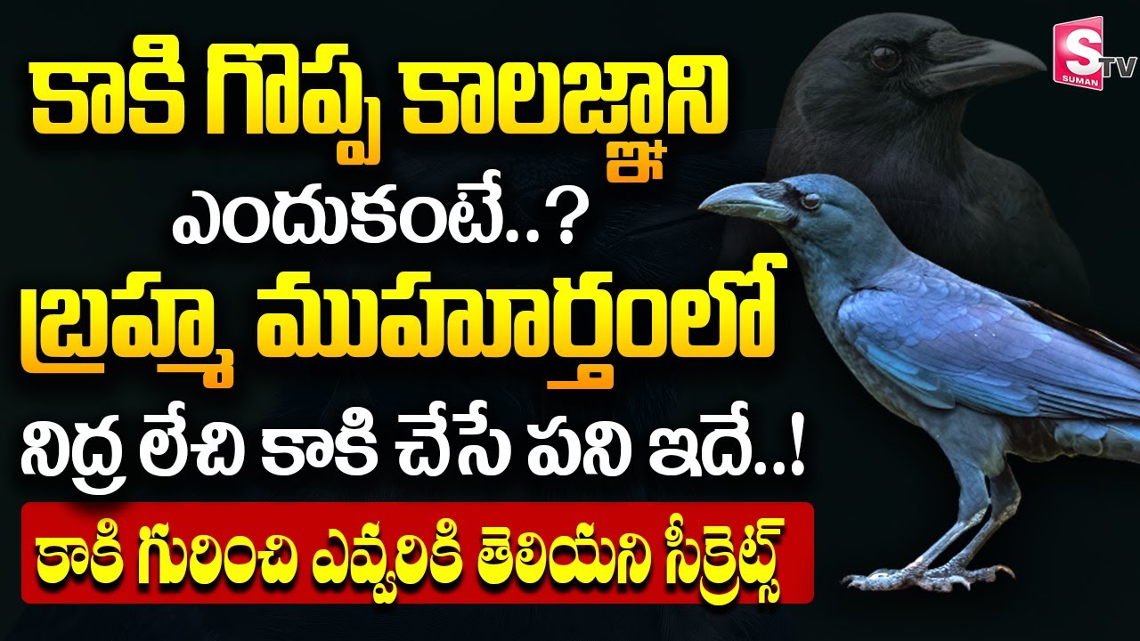 కాకి కాల జ్ఞానీ | Unknown Facts About Crow Bird | Dr.Chintala Srinivas ...