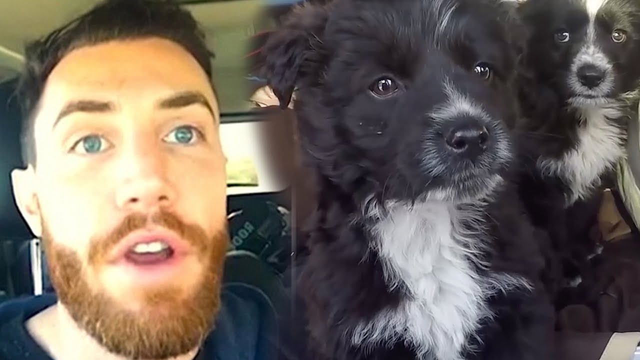 A Puppy Rescue - YouTube