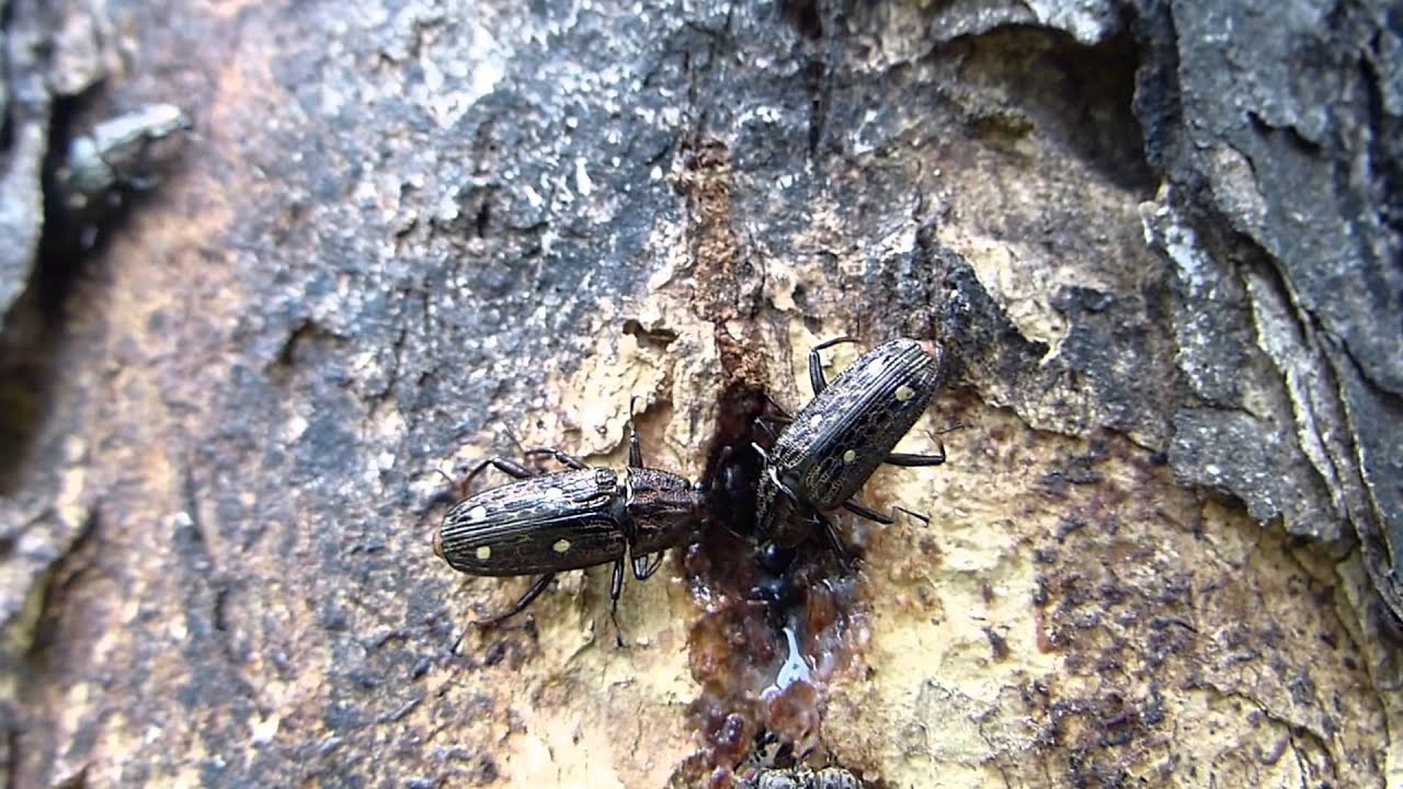 Fighting Behaviour of Helota Sap Beetles ムナビロオオキスイがミズナラの樹液酒場で喧嘩 - YouTube
