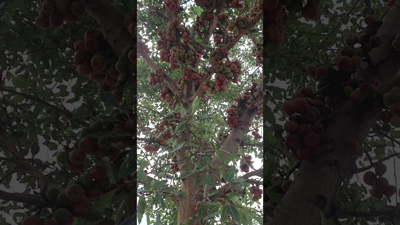 गूलर के फल । gular fruit - YouTube