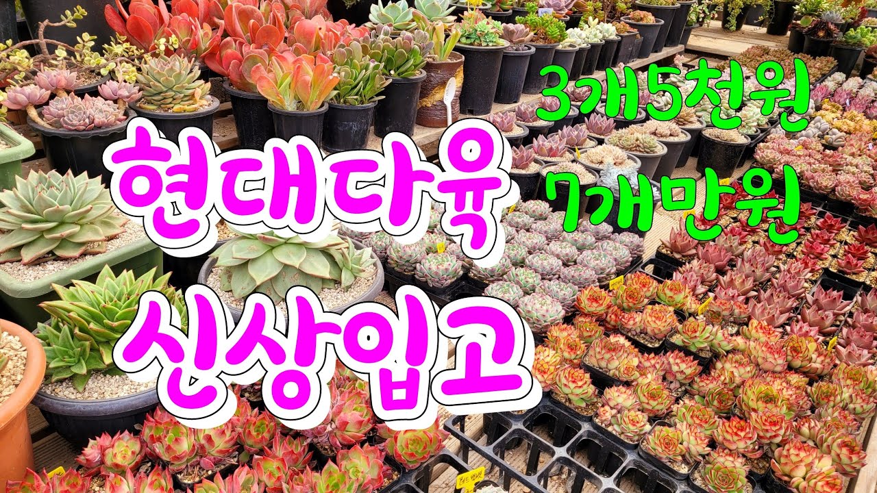 신상 쪼꼬미 창다육 저렴하게 입고 현대다육 신상다육 수입다육 3개5천원 샤인브라이트 카시오적금 초연 미씽유