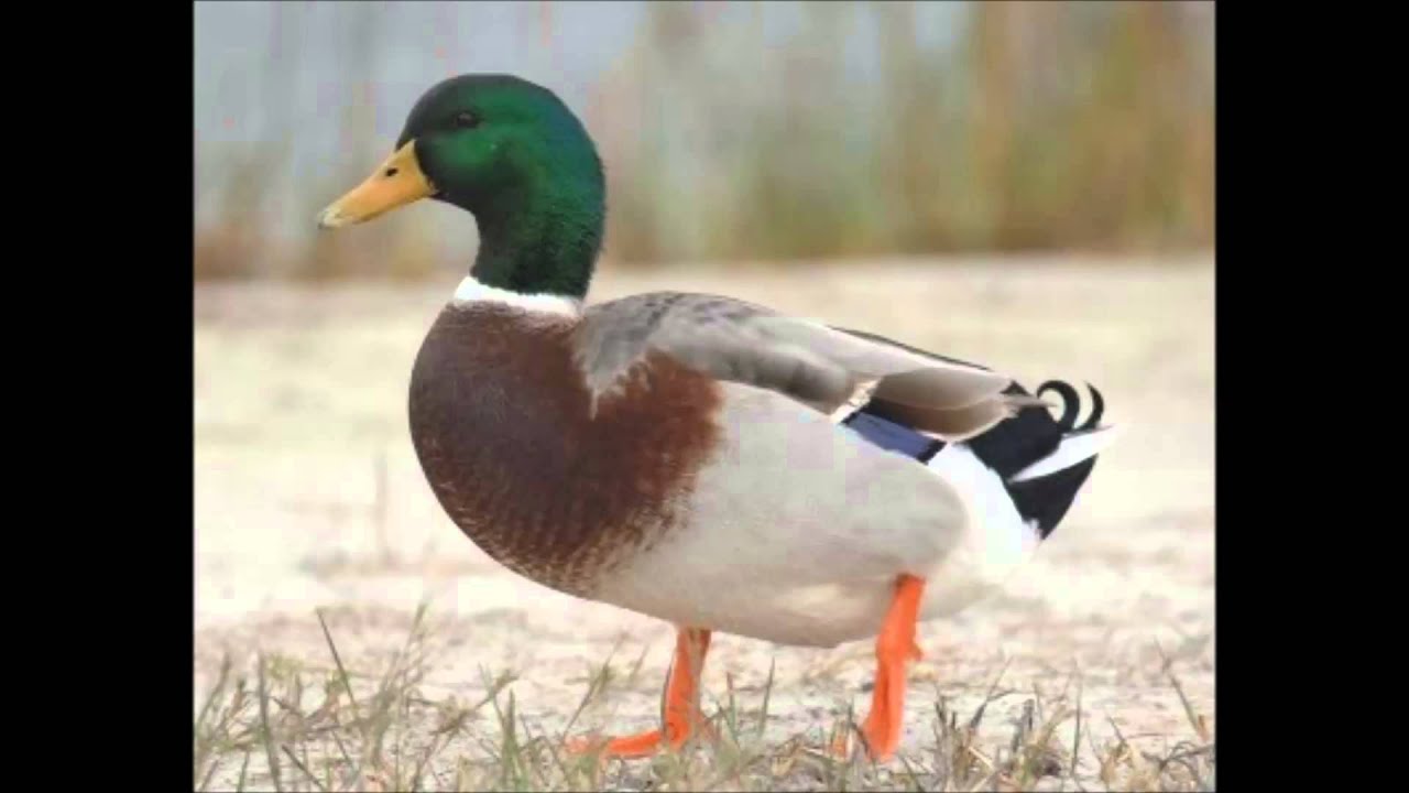 Tell Me The Duck Story pt. 1 - YouTube