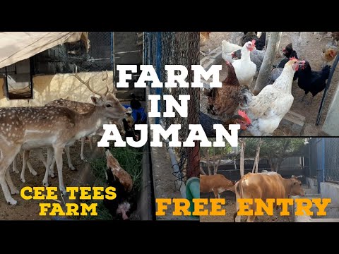 Free Entry Fee Farm in Ajman ||CEE TES FARM || Syed ALI - YouTube