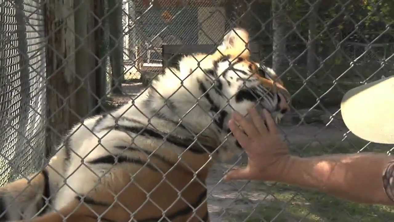 McCarthy's Wildlife Sanctuary Documentary - YouTube