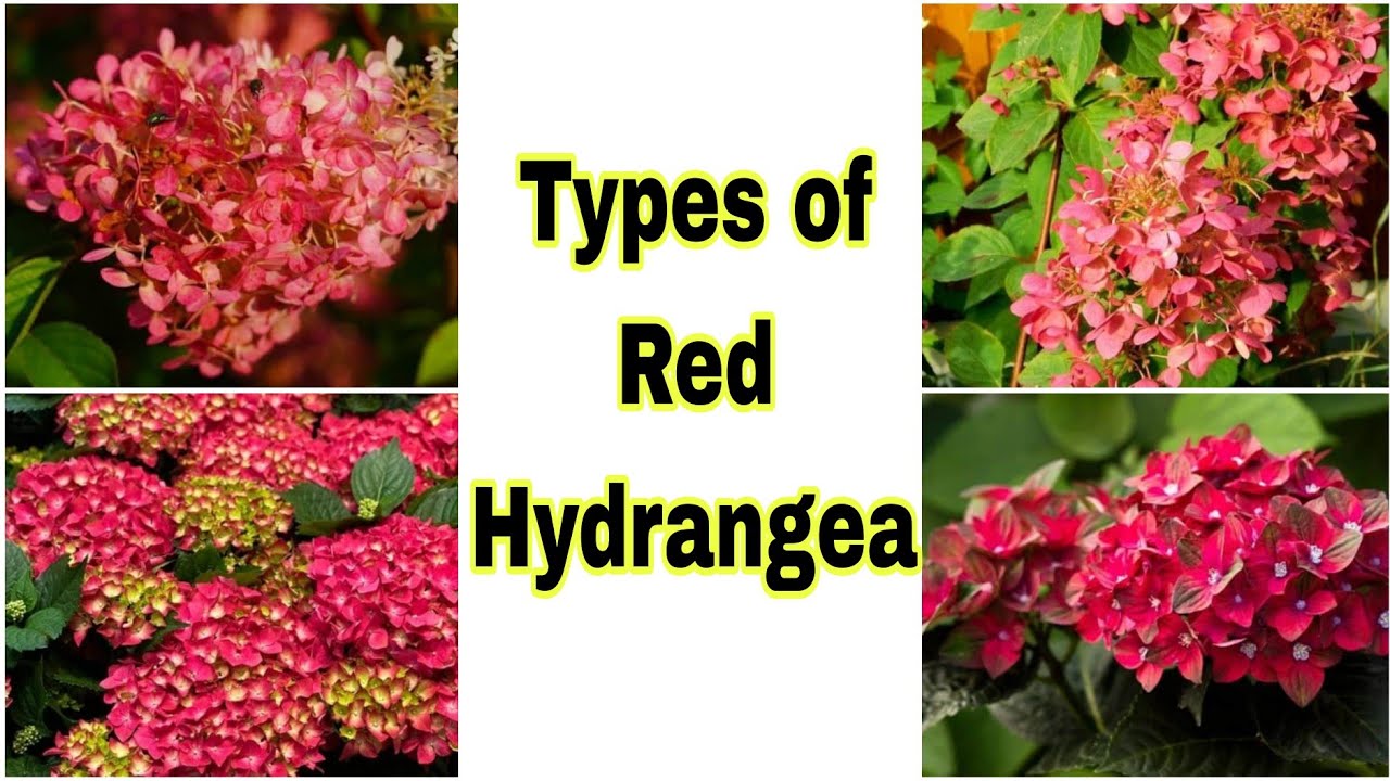 17- Beautiful Types Of Red Hydrangea Flower to Grow/Red Hydrangeas ...