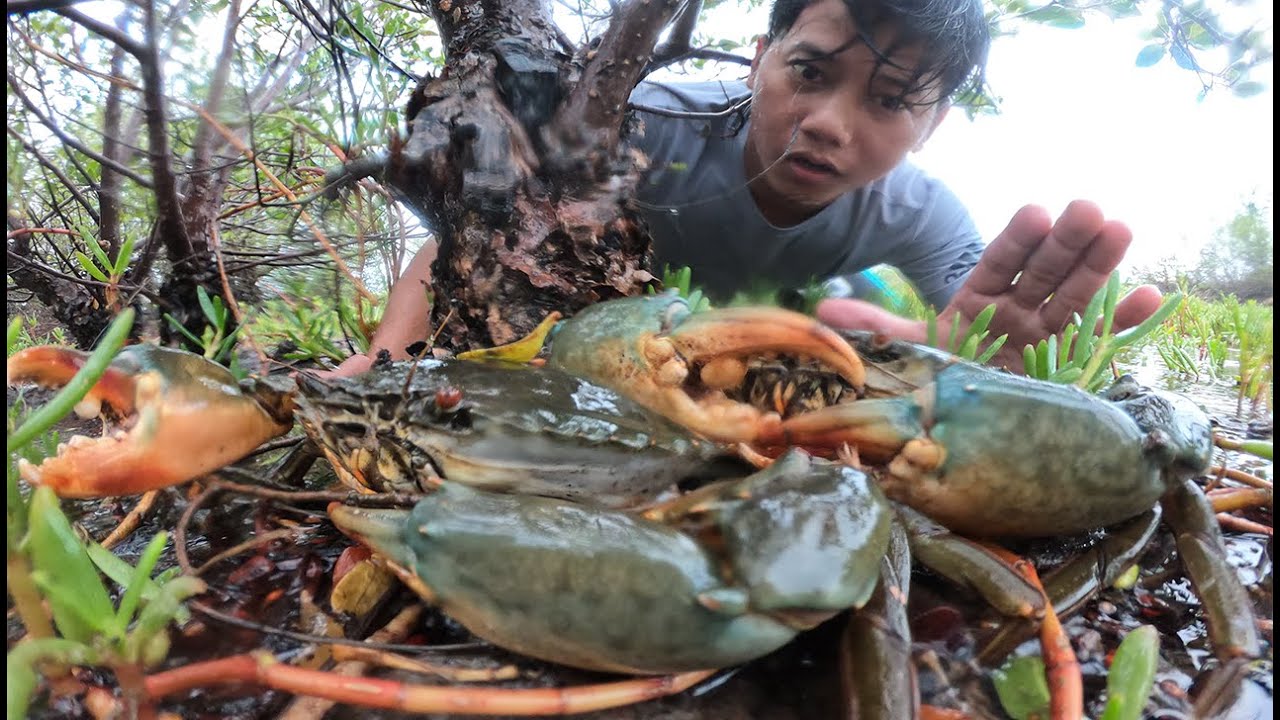 Alimango Catching At Swamp | Catching Giant Mud Crabs At The Sea Swamp ...