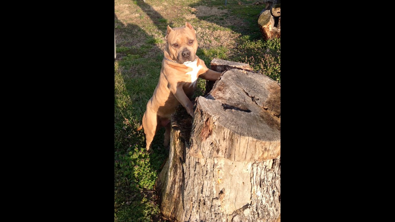 AMERICAN BULLY KENNEL | BULLY PUPPIES | 2X MO MONEY X 3X REMY MARTIN ...