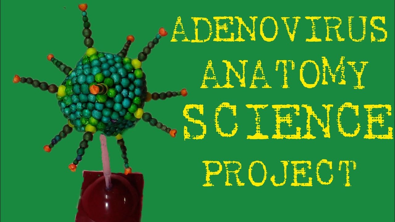 Adenovirus Model
