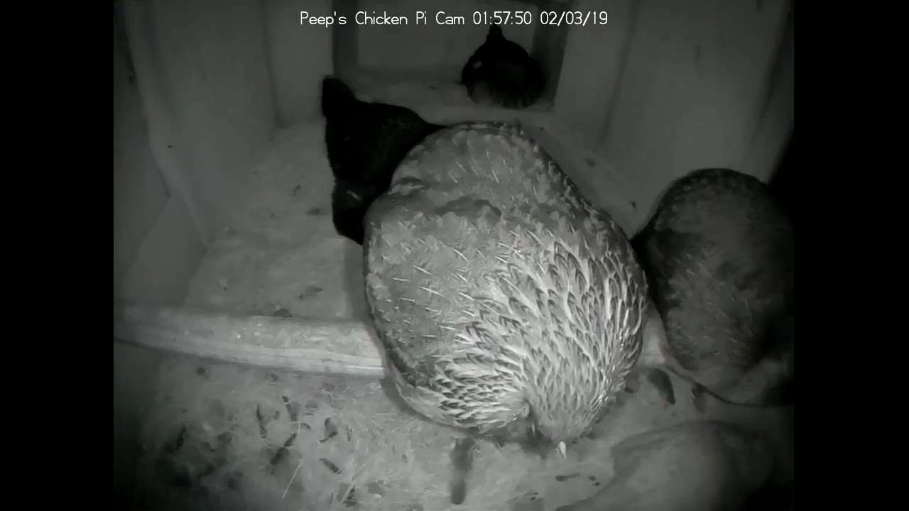 Peep's Chicken Pi Cam Live Stream - YouTube