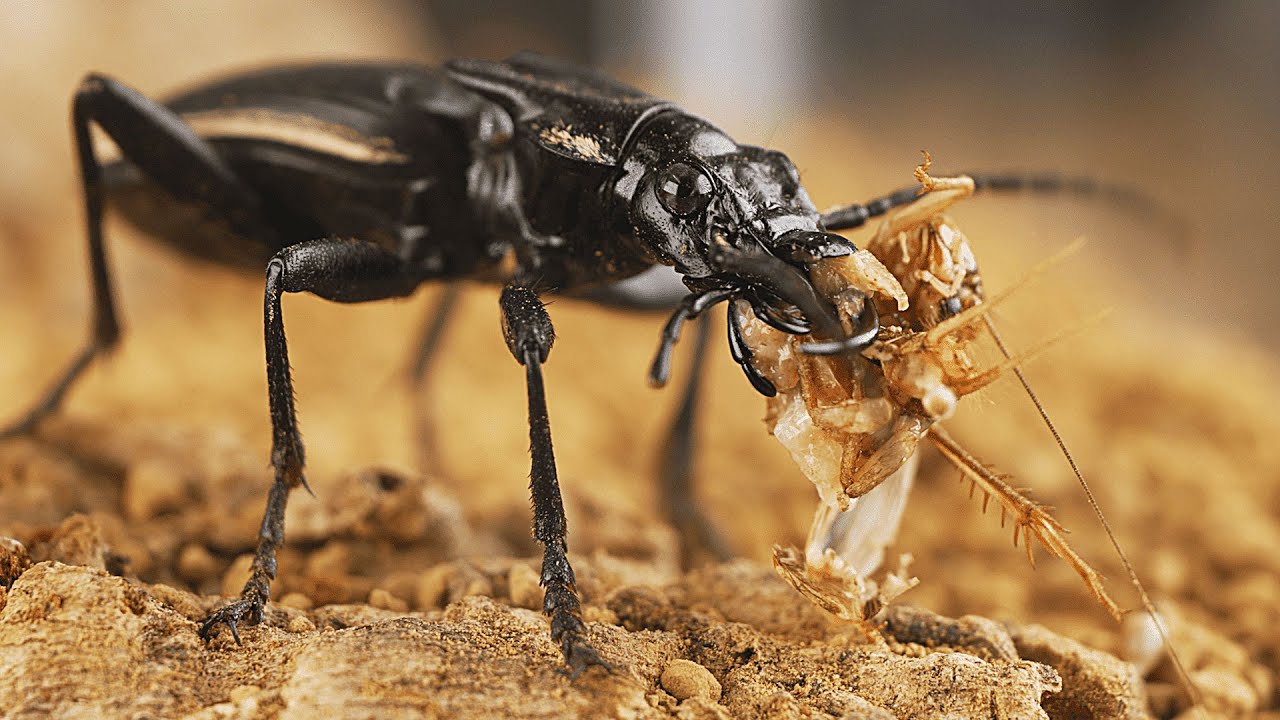Close-Up: South African Predator Beetle & Striped African Ground Beetle ...