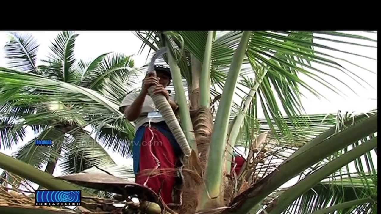 Neera Production opens a new window of hope for coconut farmers - YouTube