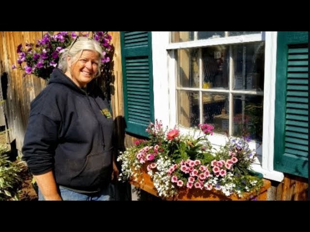 Planting Window Boxes Full Sun
