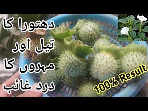 Benefits and Medicinal value Of Datura || DIY Joint Pain Remedy,DIY Oil داتورا سے تیل بنانے کا طریقہ