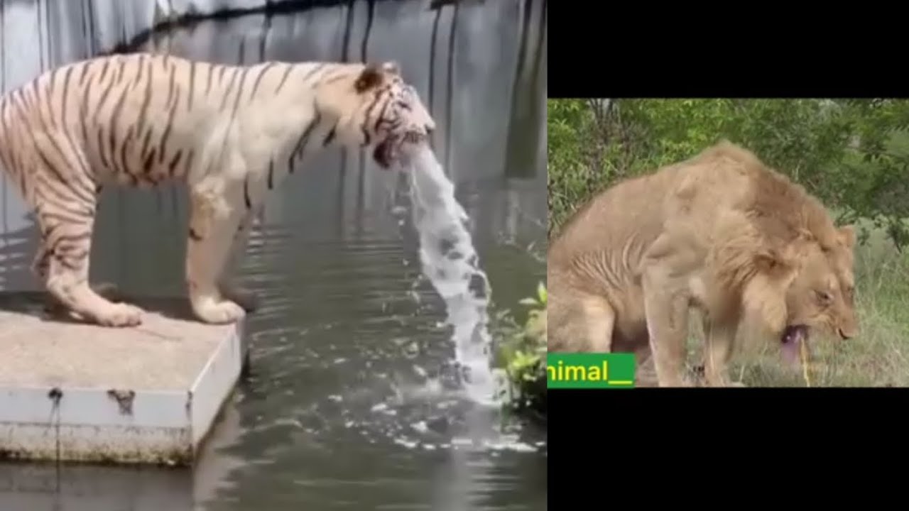 Tiger🐯&_Lion🦁 vomiting😲🤤#lion#leo#tiger#vomiting#viral #viralvideo # ...