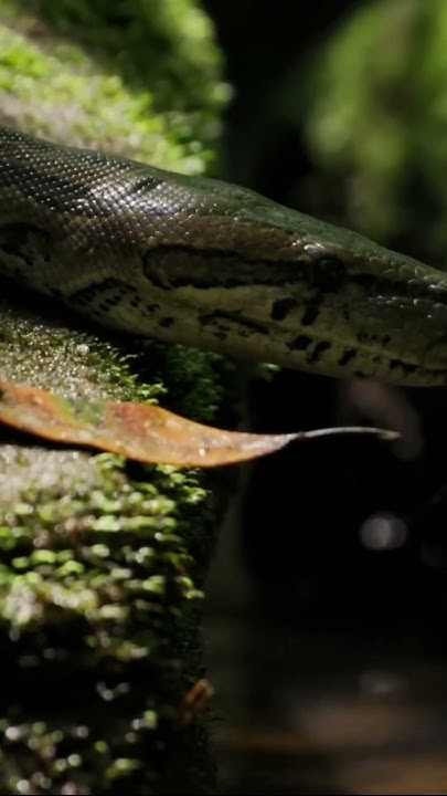 Squeeze the Python | Python snake video | Python snake eating big ...