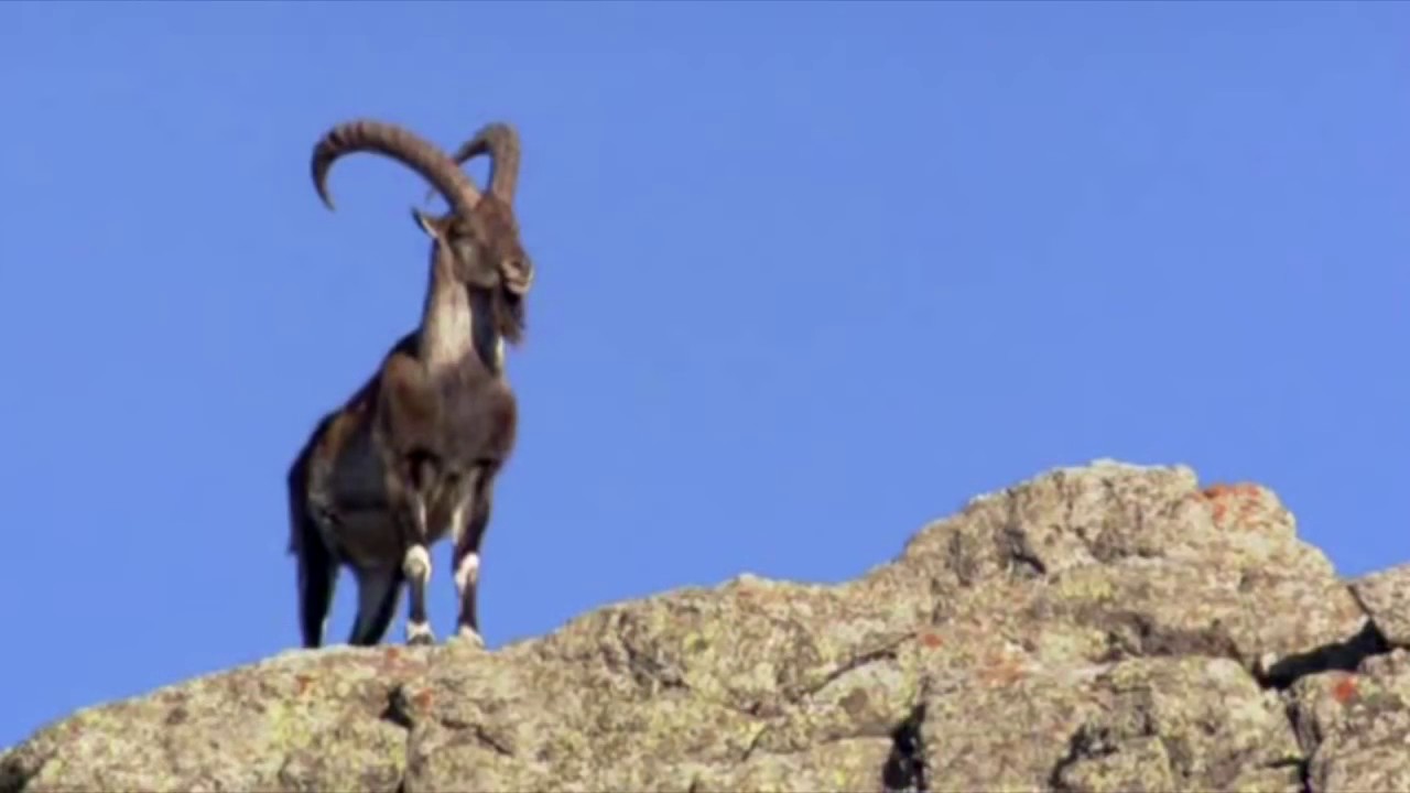 Temesgen Gebre Egziabher (Temu) - Sedetan Atastawesegn - YouTube