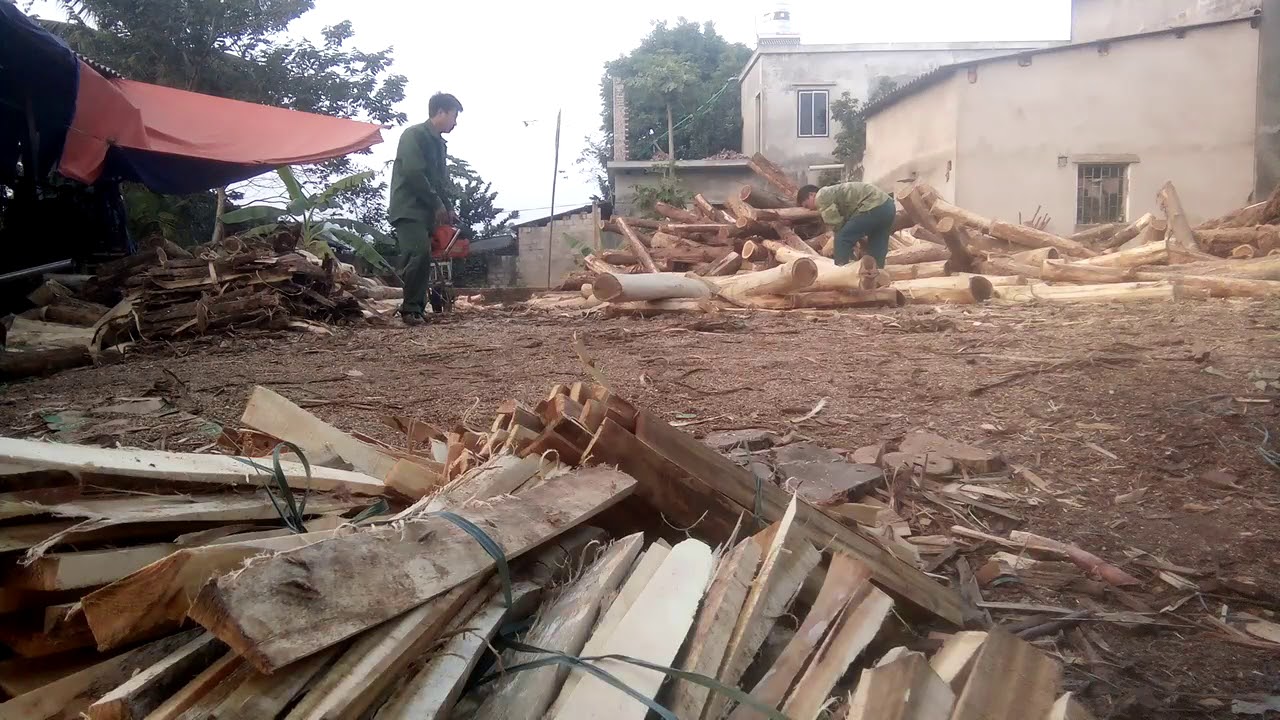 Zia Johnson TV : Đón xuân đua sắc muôn hoa - YouTube