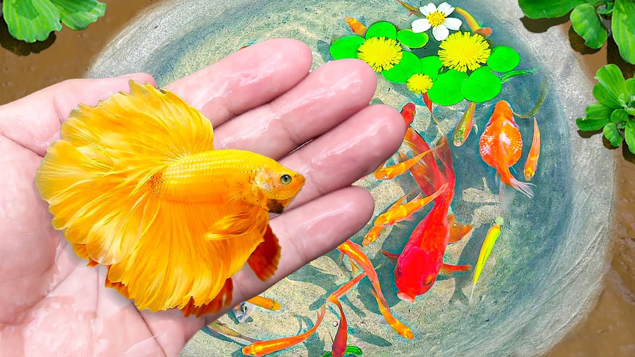 Amazing Catch Cute Betta Full Yellow Fish In Tiny Pond, Turtle, Ranchu ...