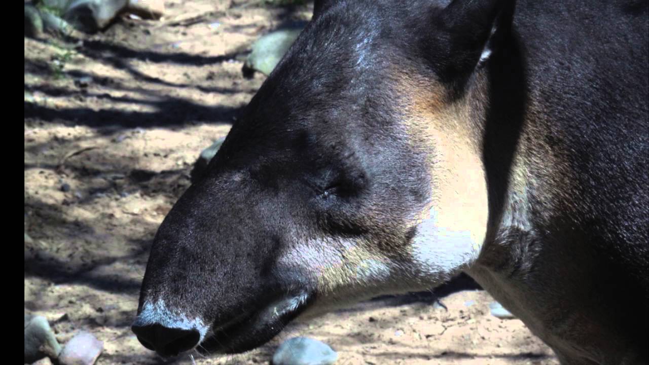 Tapir - YouTube