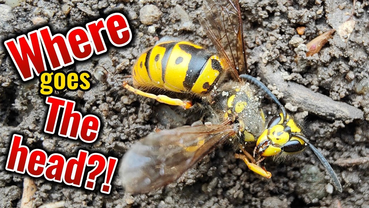 The Great Ant-Hornet Showdown: Unveiling the Fate of the Head! - YouTube