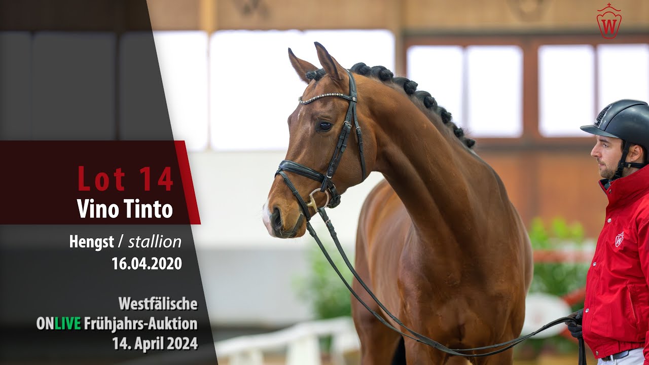 ONLIVE Frühjahrs-Auktion Lot 14 Vino Tinto Hengst v. Viva Gold - Enzo ...
