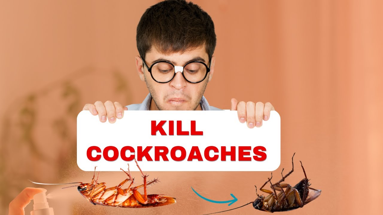 How To Kill Cockroaches Within 5 Minutes Using 3 Simple Ingredients ...