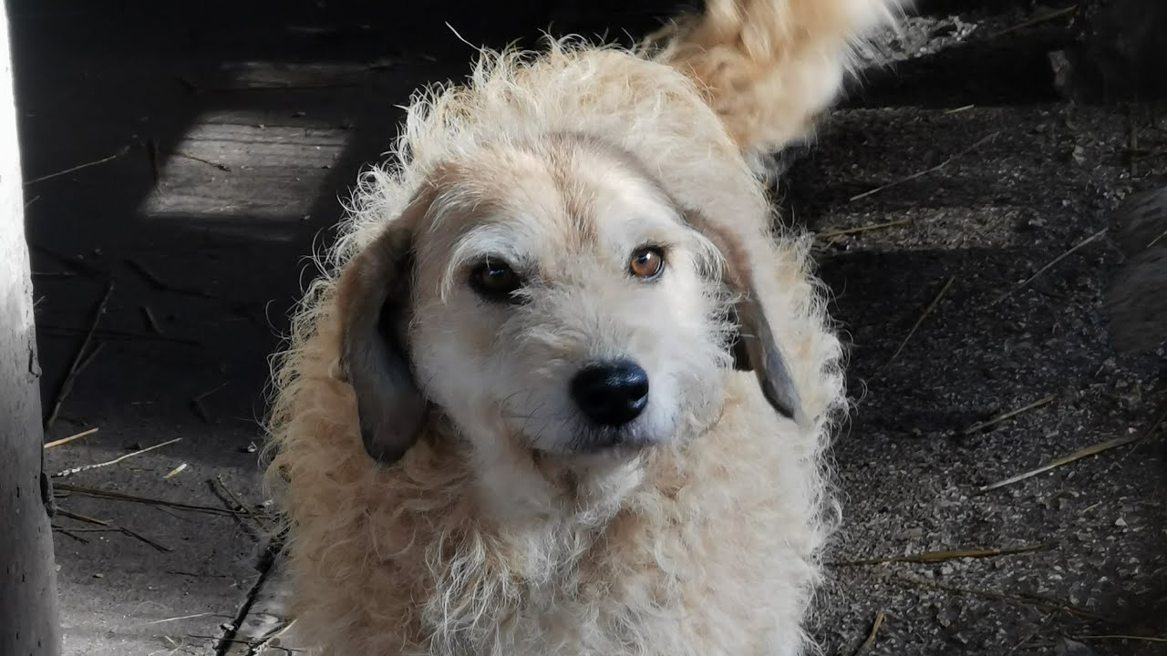 Janis I Adoption of Dogs from Bosnia - YouTube