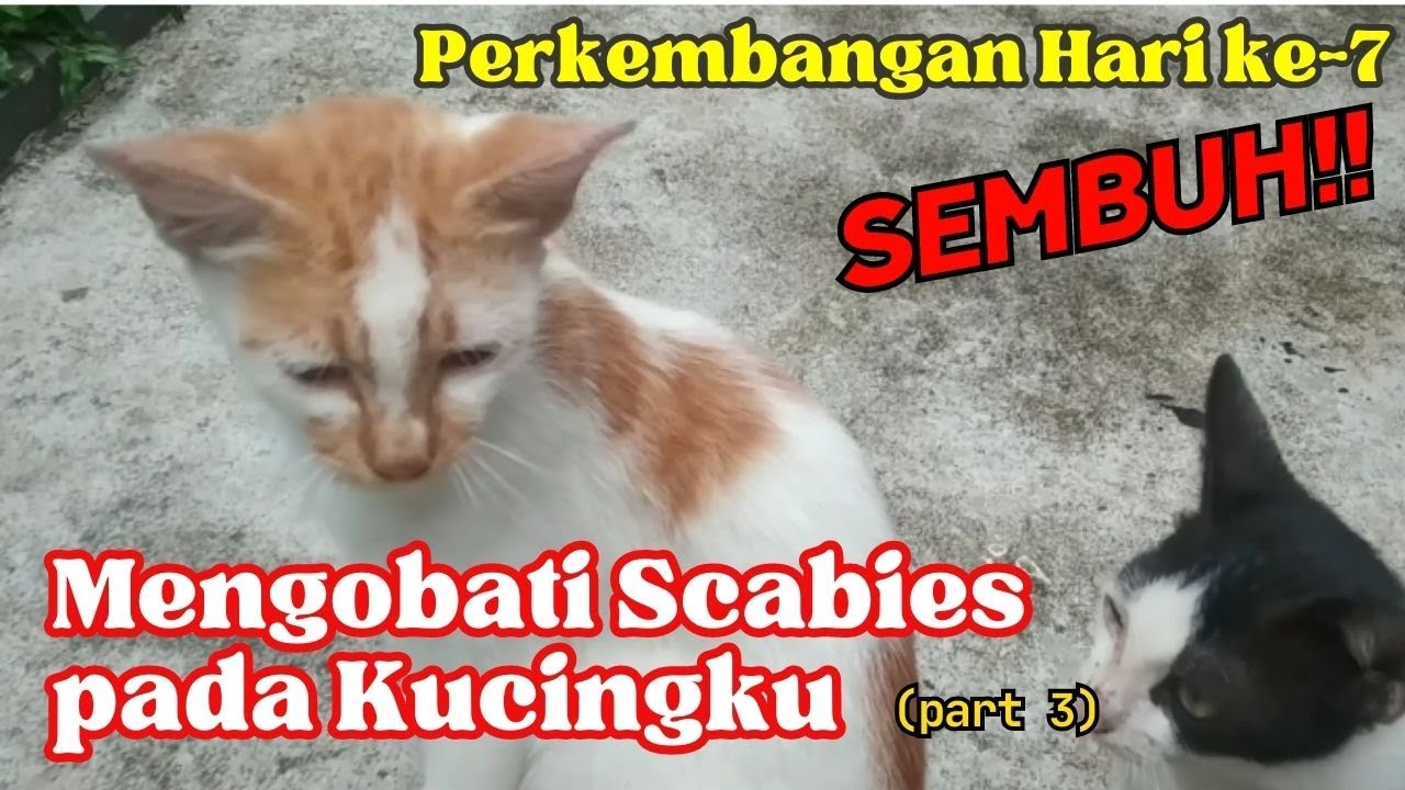MENGOBATI SCABIES PADA KUCING | PART 3 - SEMBUH 100% SETELAH 1 MINGGU ...