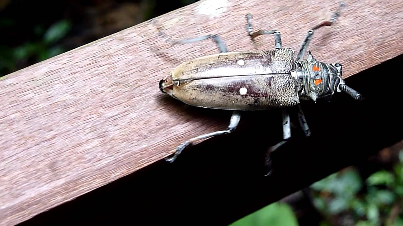 big borneo bug - YouTube