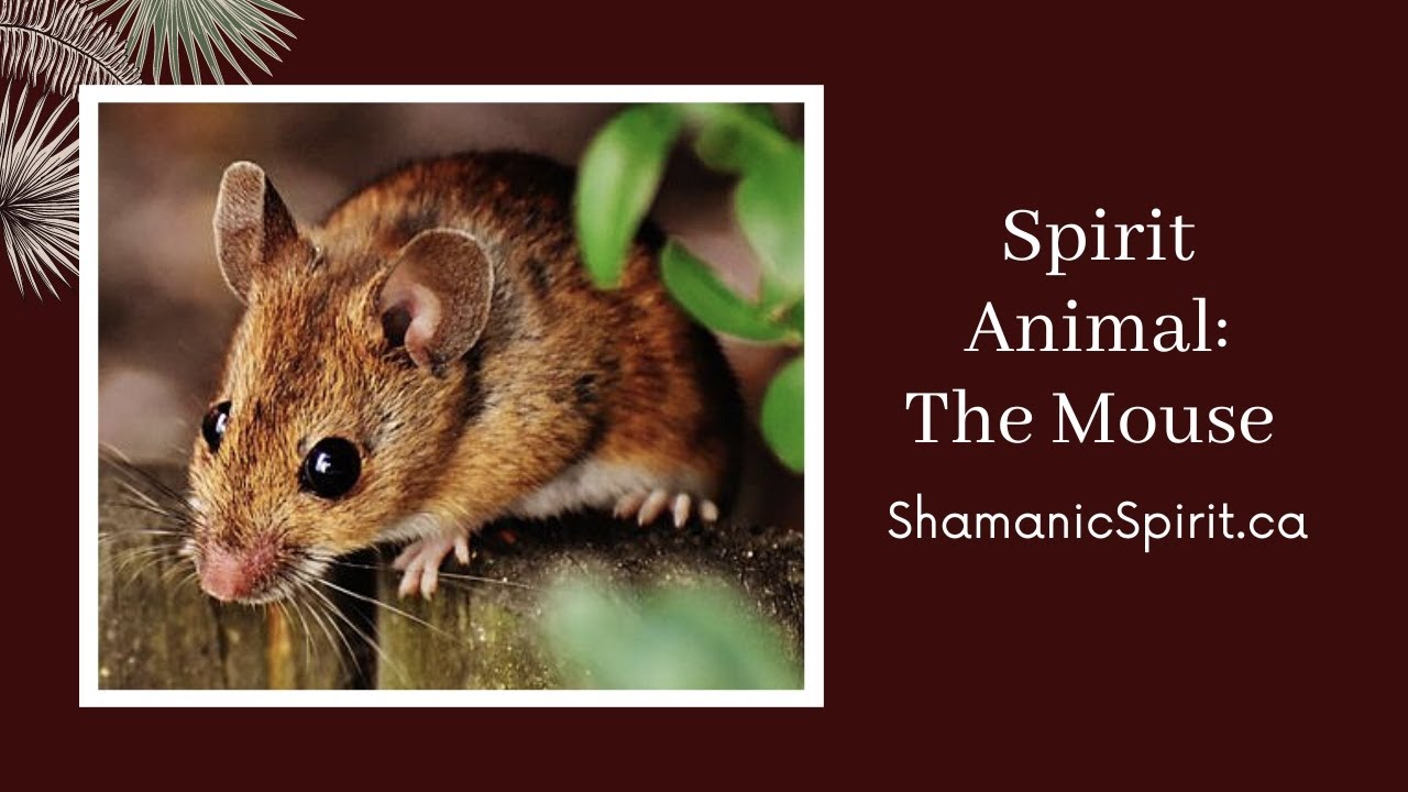 Animal Spirit Guide: The Mouse (Shamanic Power Animal). Mouse Symbolism ...