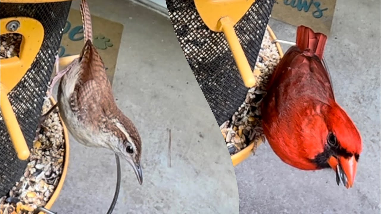 Cardinal and Carolina Wren - YouTube