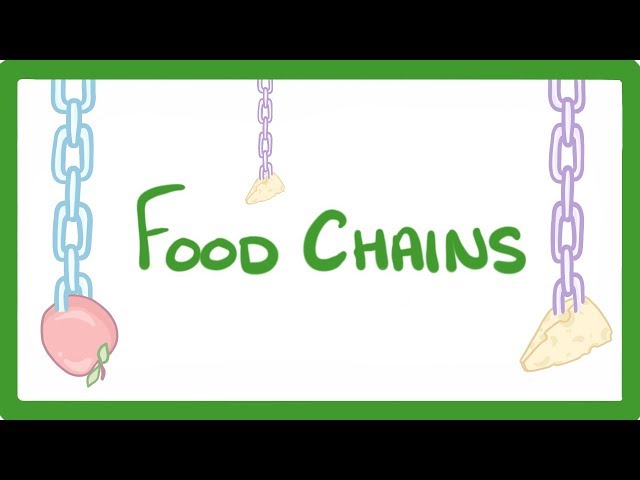 KS3 Ecosystems & Ecology – Animated Science