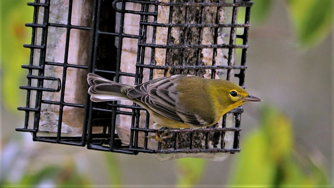 Backyard Pine Warblers - YouTube