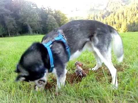 Husky digging a hole - YouTube