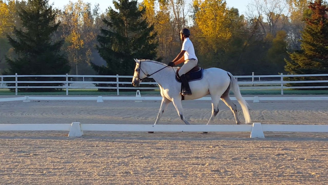 James Crosby USDF Intro Level Test A - YouTube
