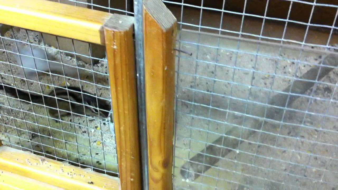Chipmunk running around in it's cage - YouTube