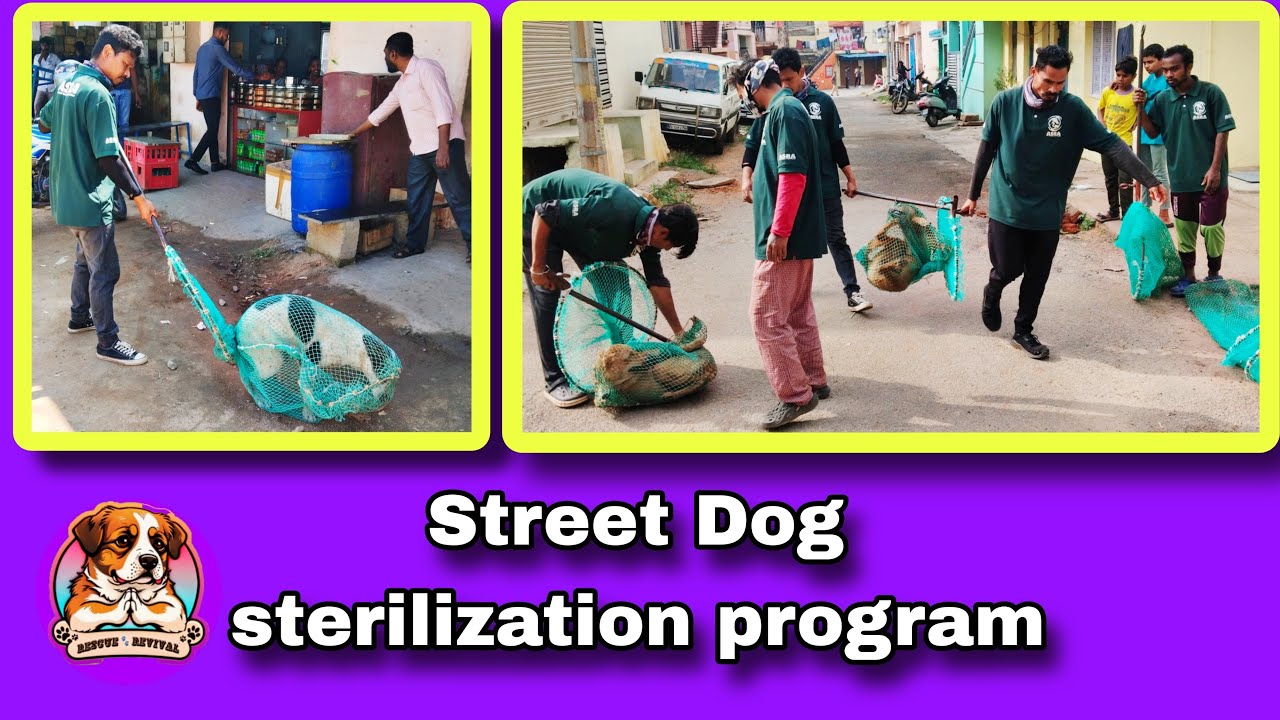 Street Dog Catching TUMKUR CITY (Street Dog Sterilization) - YouTube