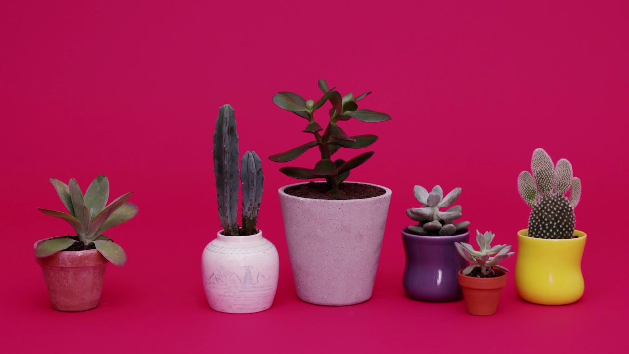 PKA Pension - Plant et pengetræ - YouTube