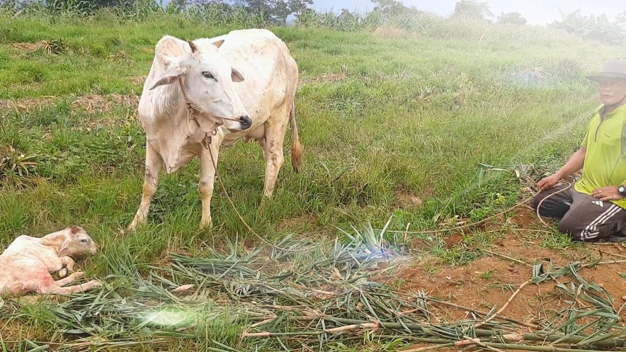 "Life-Saving Guide to Managing Dystocia in Cows: Essential Steps for ...
