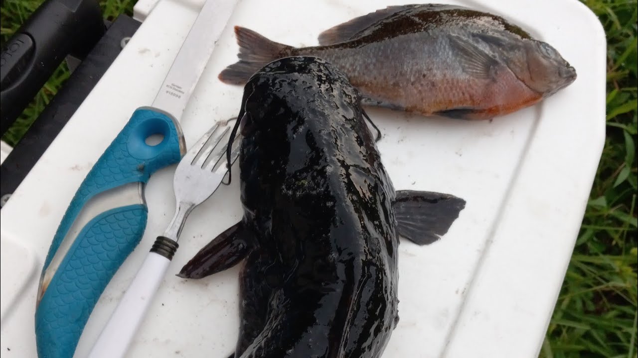 fishing the econ river for whatever bites (CATCH&COOK) - YouTube