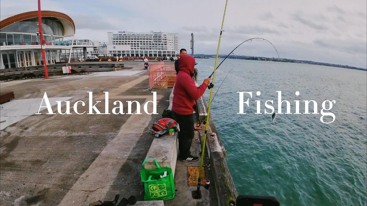 Auckland Fishing Experience: Wharf fishing mission catching gurnard and ...