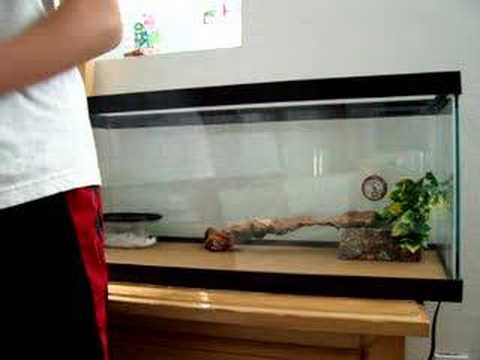 How to Create a Leopard Gecko Enclosure - YouTube
