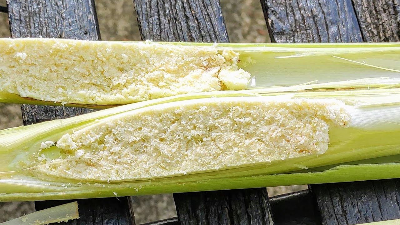 Wild Sugarcane Flower is a Vegetable- Tebu Telor (Saccharum spontaneum ...