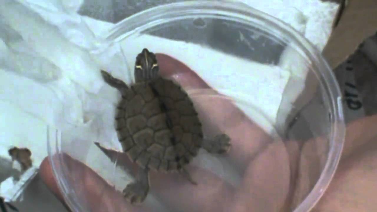 Turtle Unboxing. New Turtle. Rare/Uncommon - YouTube